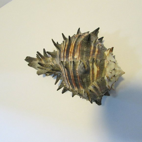 Accents | Beautiful Medium Size Spiked Sea Shell Conch Brown And Cream ...